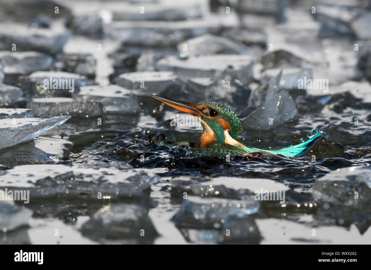 Kingfisher (Alcedo atthis) female fishing amongst ice Stock Photo - Alamy
