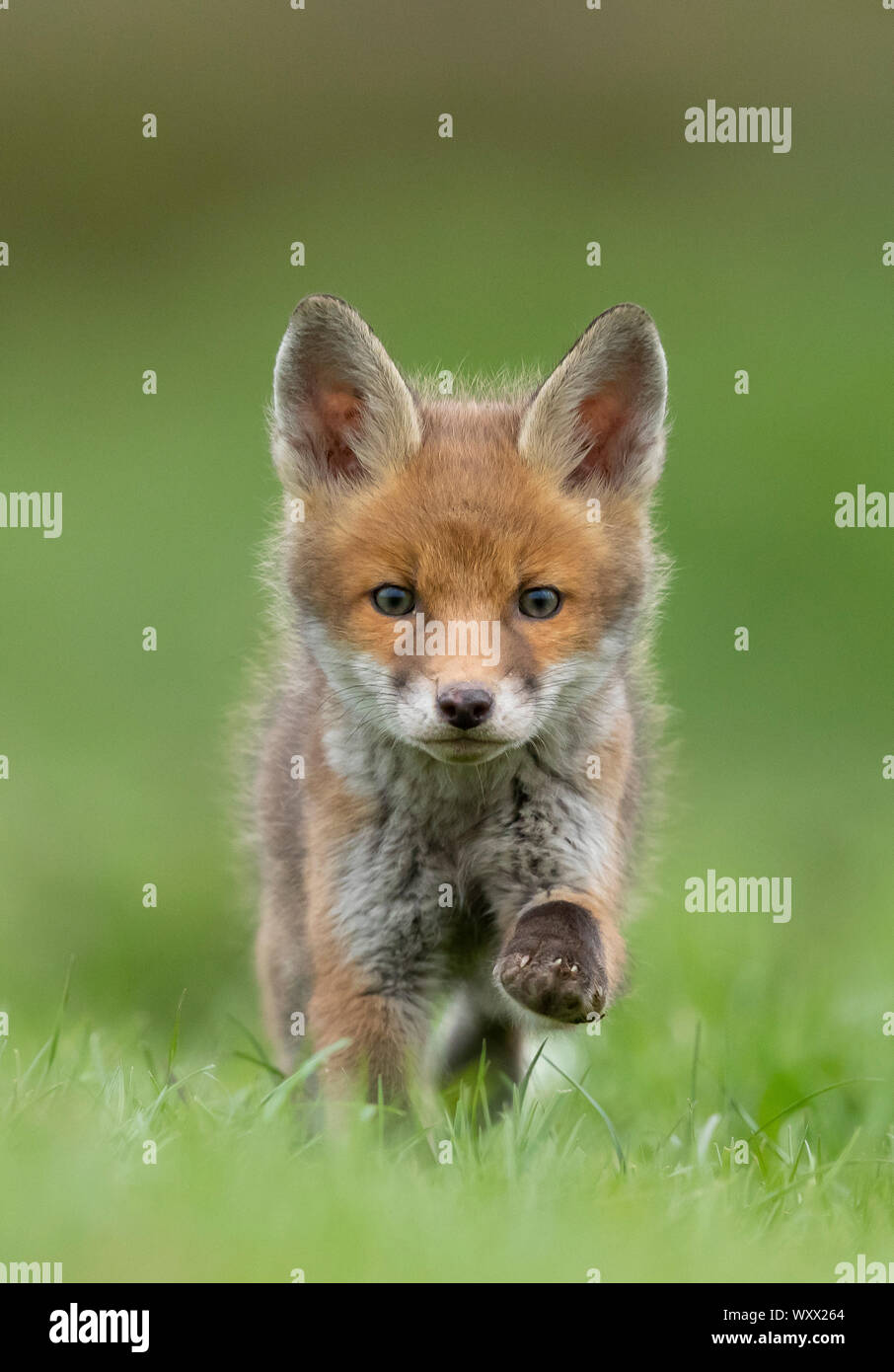Red foxes affection hi-res stock photography and images - Alamy