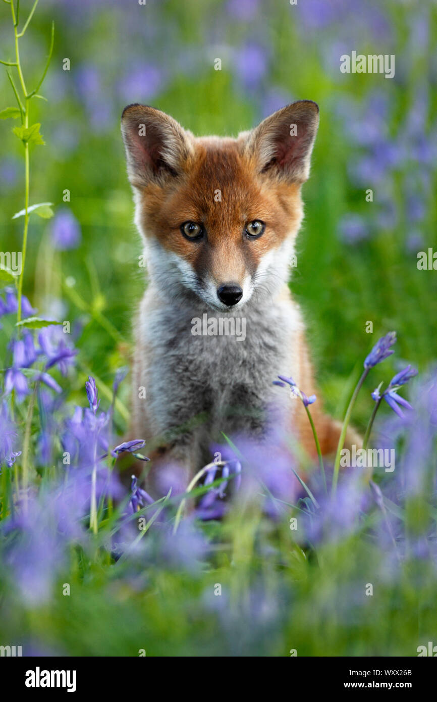 Red Fox (Vulpes vulpes) young cub sitting amongst bluebell, England ...