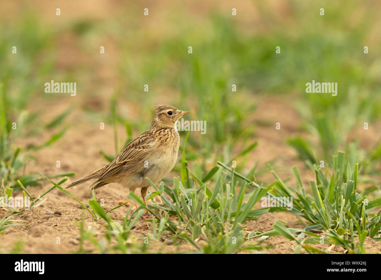 Eurasian skylark (Alauda arvensis) amongst wheat, Engalnd Stock Photo ...