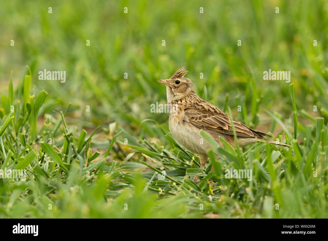 Alauda arvensis hi-res stock photography and images - Alamy