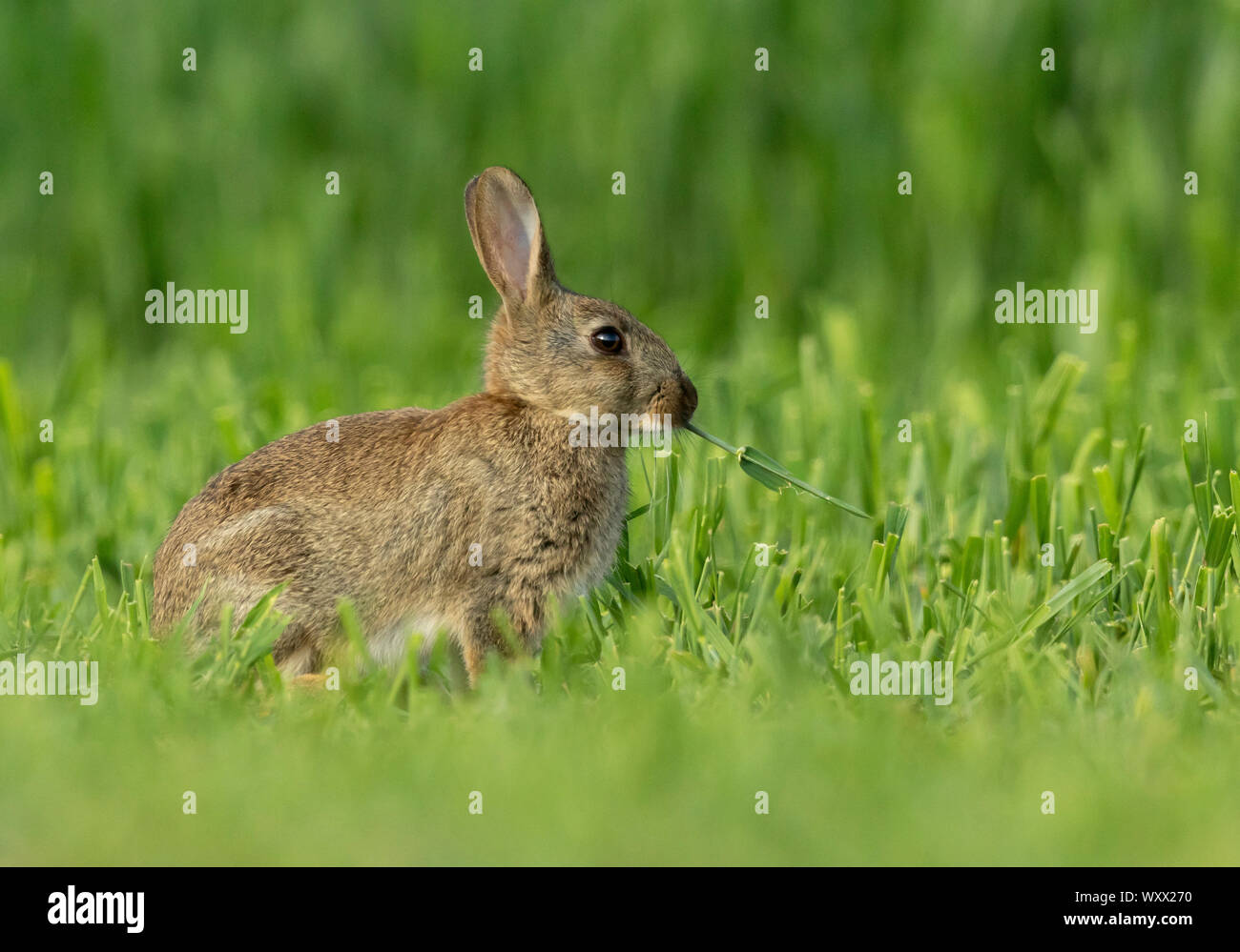 Rabbit (Oryctolagus cuniculus) standing amongst wheat, England Stock ...