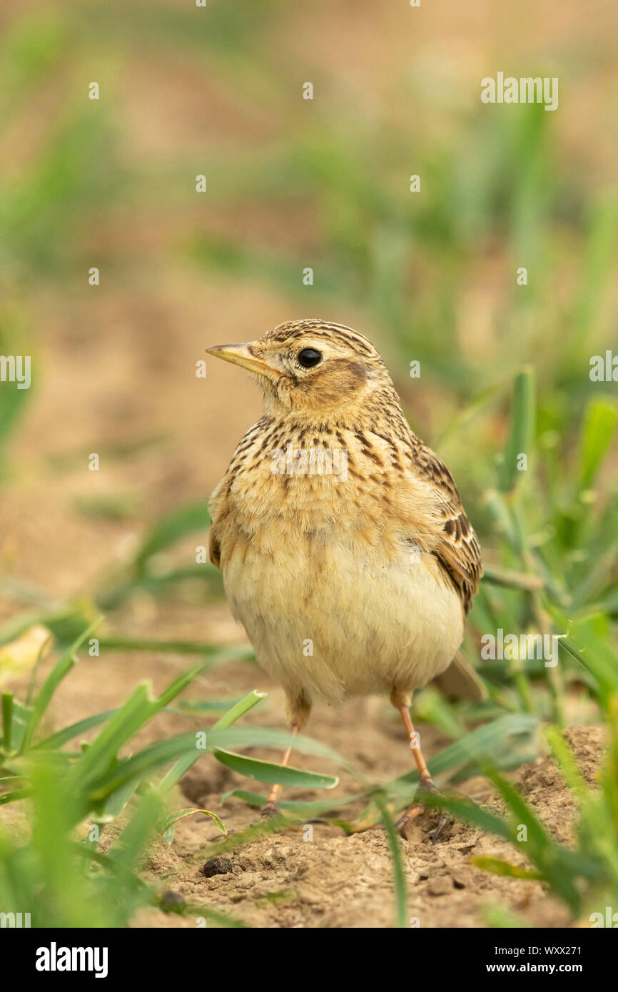 Alauda arvensis hi-res stock photography and images - Alamy