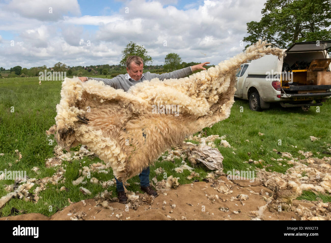 farmer checking the sheep fleece, England Stock Photo - Alamy