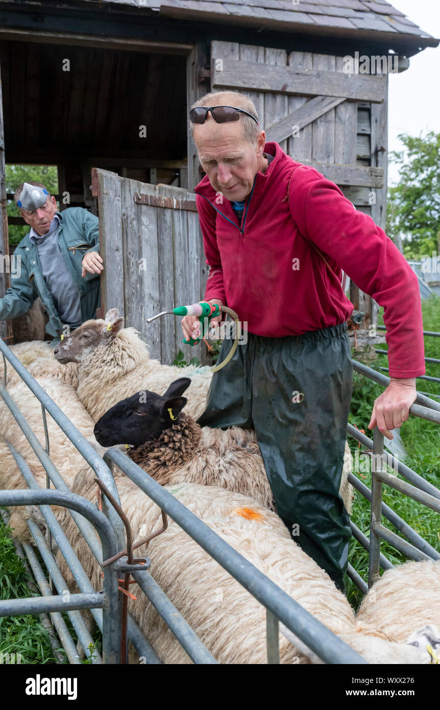farmer worming sheep, england Stock Photo - Alamy
