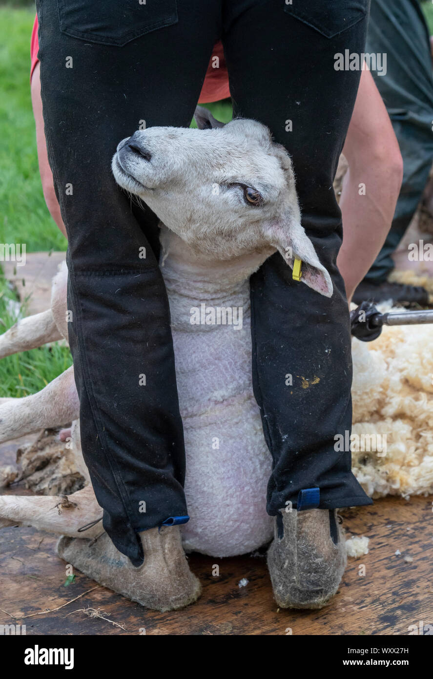 Shearer shearing sheep, England Stock Photo - Alamy