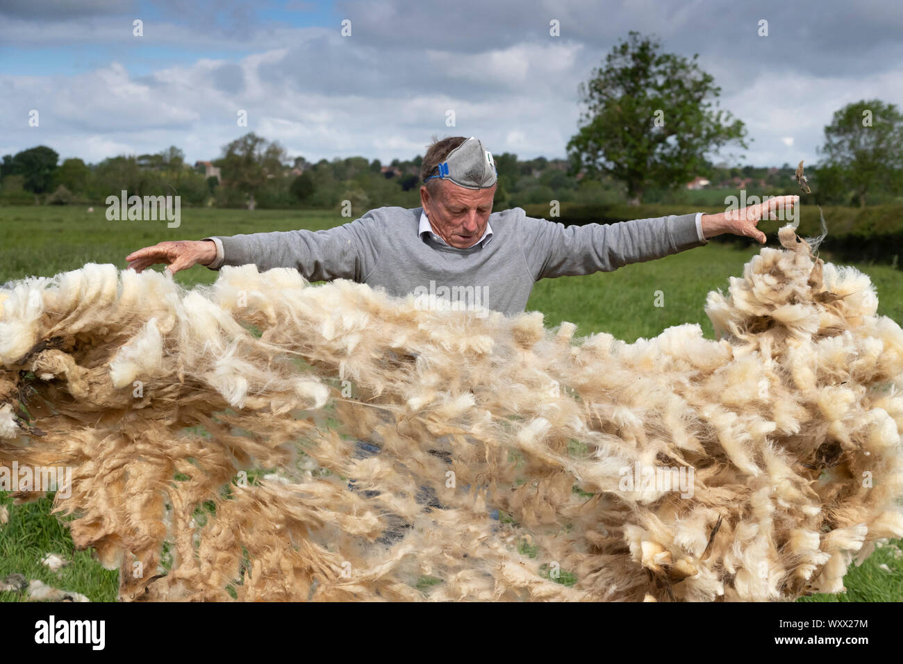 farmer checking the sheep fleece, England Stock Photo - Alamy