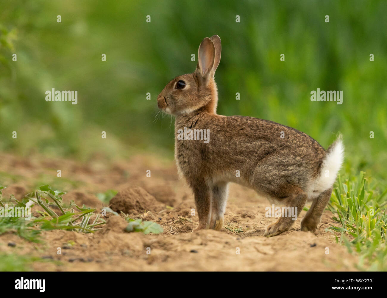Rabbit (Oryctolagus cuniculus) amongst wheat, England Stock Photo - Alamy
