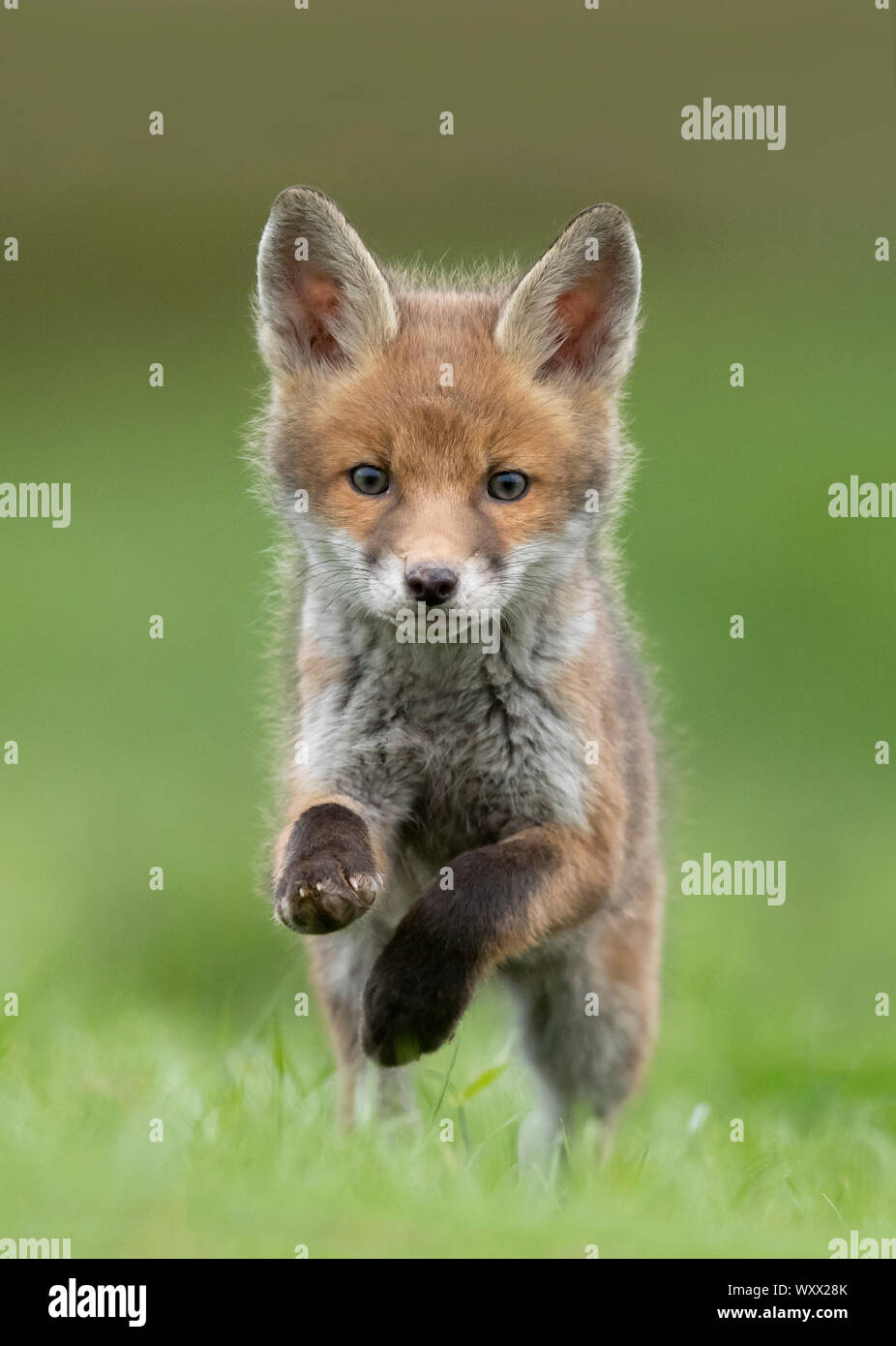 Baby Red Fox Running