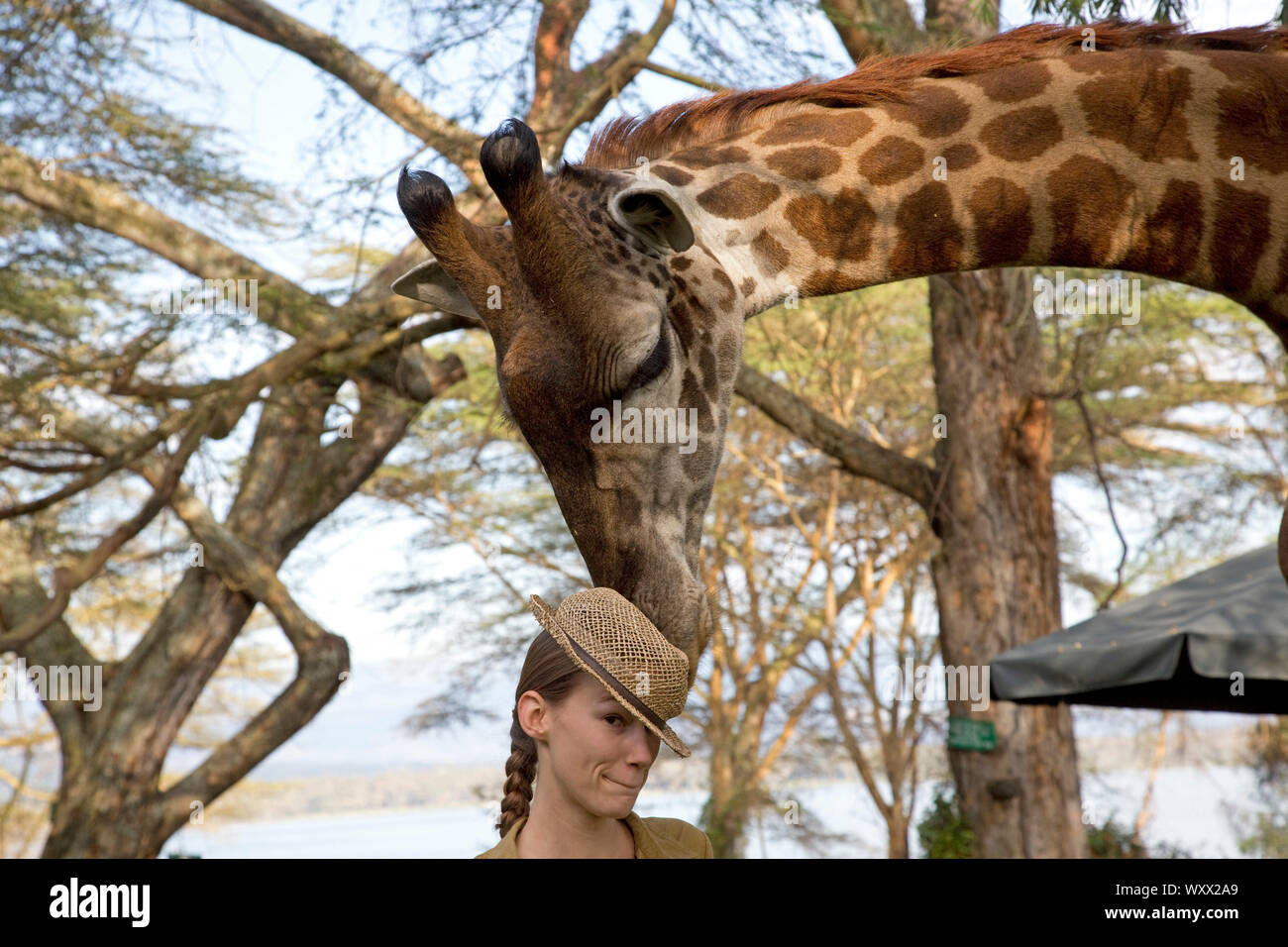 Eric a tame wild person-friendly giraffe investigates straw hat worn by ...