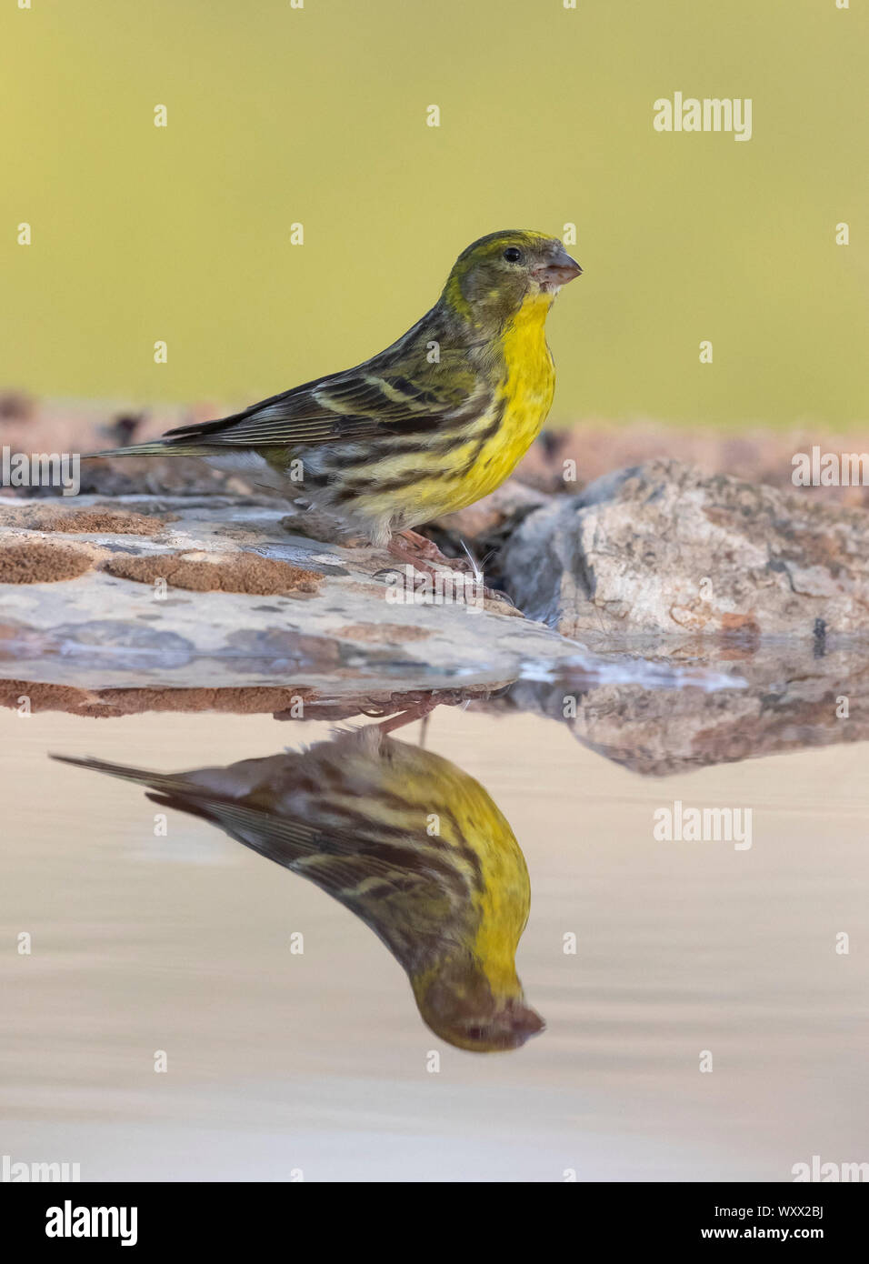 Serin drinking water hi-res stock photography and images - Alamy