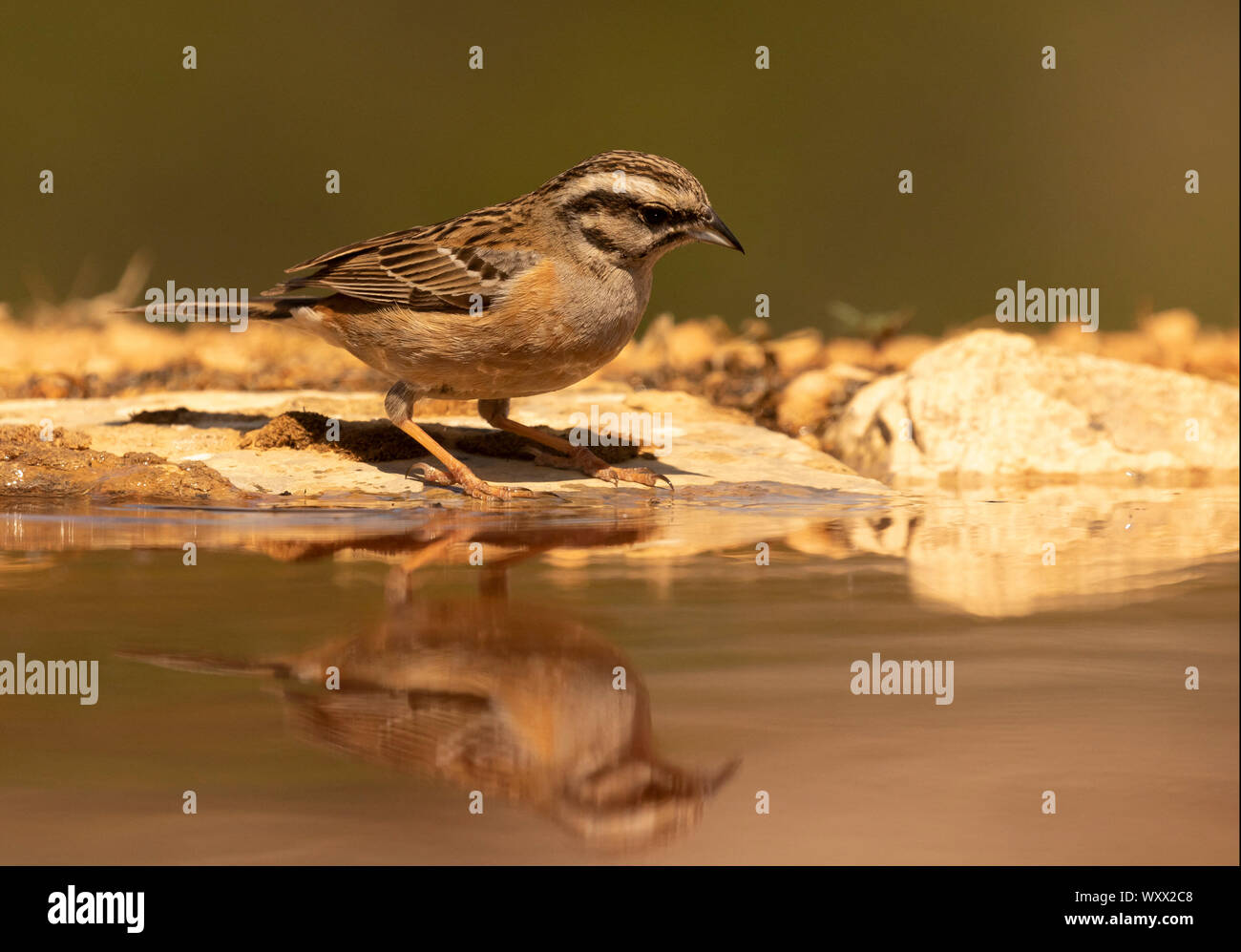 Rock bunting (Emberiza cia) drinking, Spain Stock Photo - Alamy