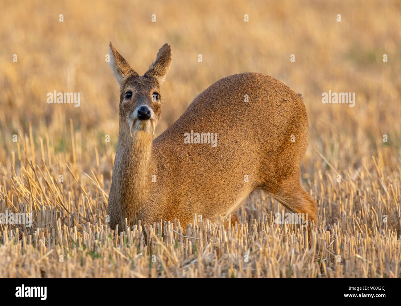 Chinese water deer (Hydropotes inermis) standing up, England Stock ...