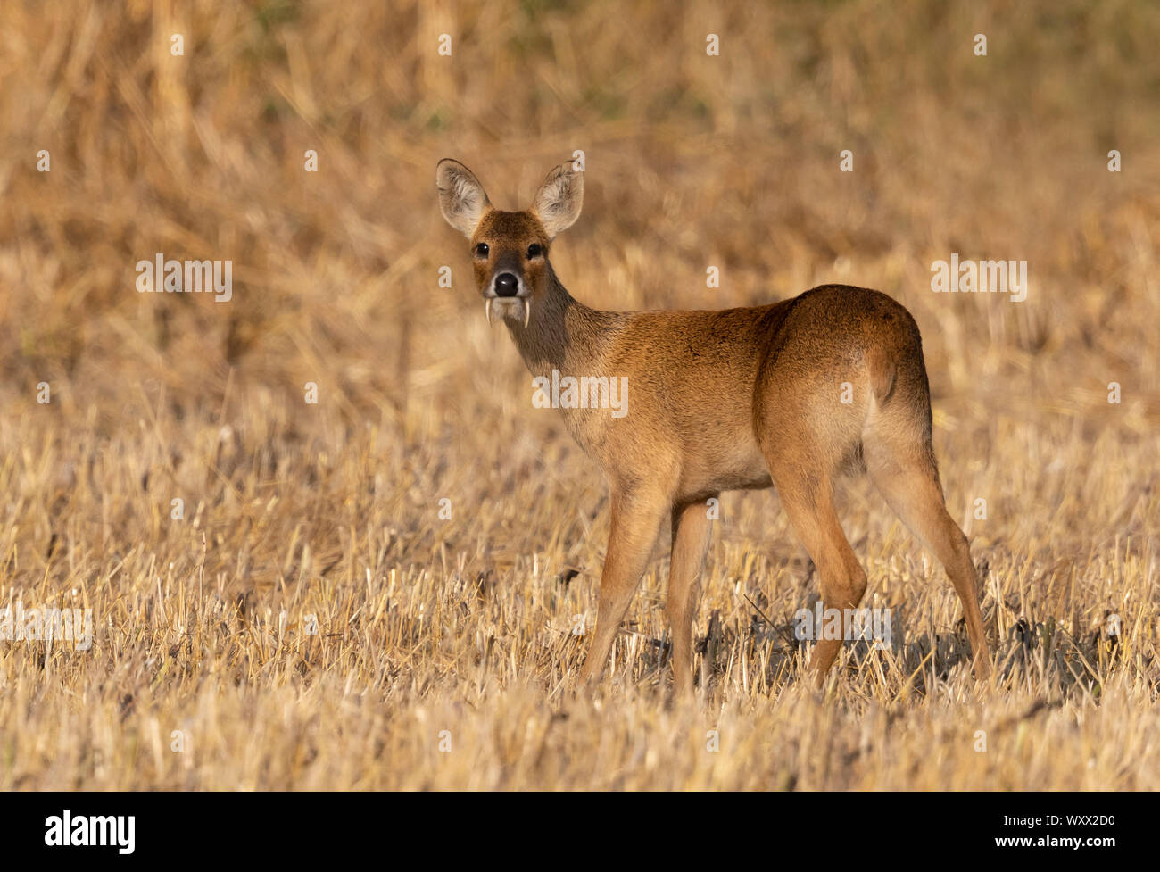 Chinese water deer (Hydropotes inermis) standing amongst stubbles Stock ...