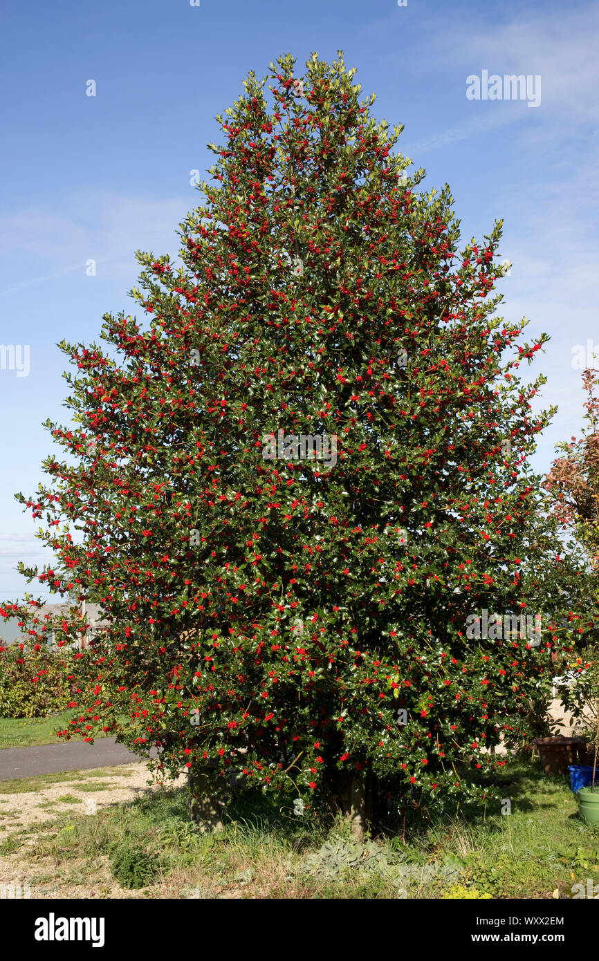 Holly tree (Ilex aquafolium) laden with bright red berries in September ...