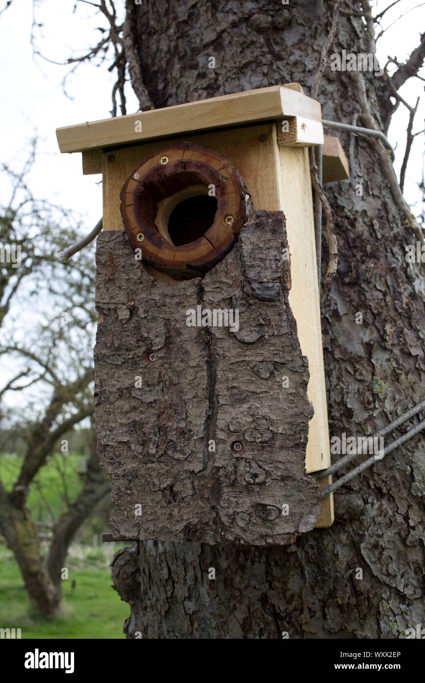 Spotted woodpecker nest box covered with bark strapped to tree ...