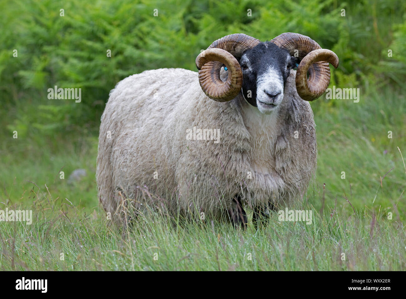 Mature Scottish Blackface ram sheep Galloway Scotalnd Stock Photo - Alamy