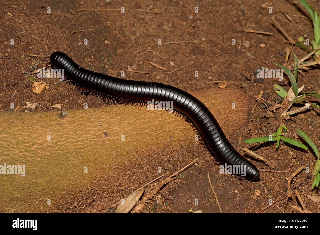 Giant red-legged African millipede (Ephibolus pulchripes) often called ...