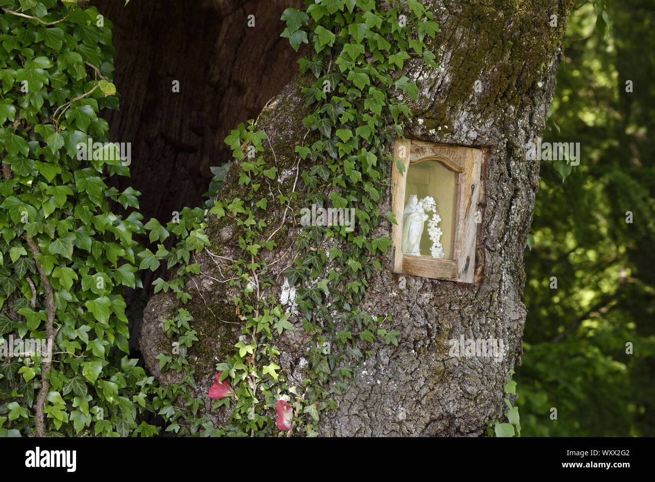 The Blessed Oak, oak (Quercus robur) with statue of the Virgin in his ...