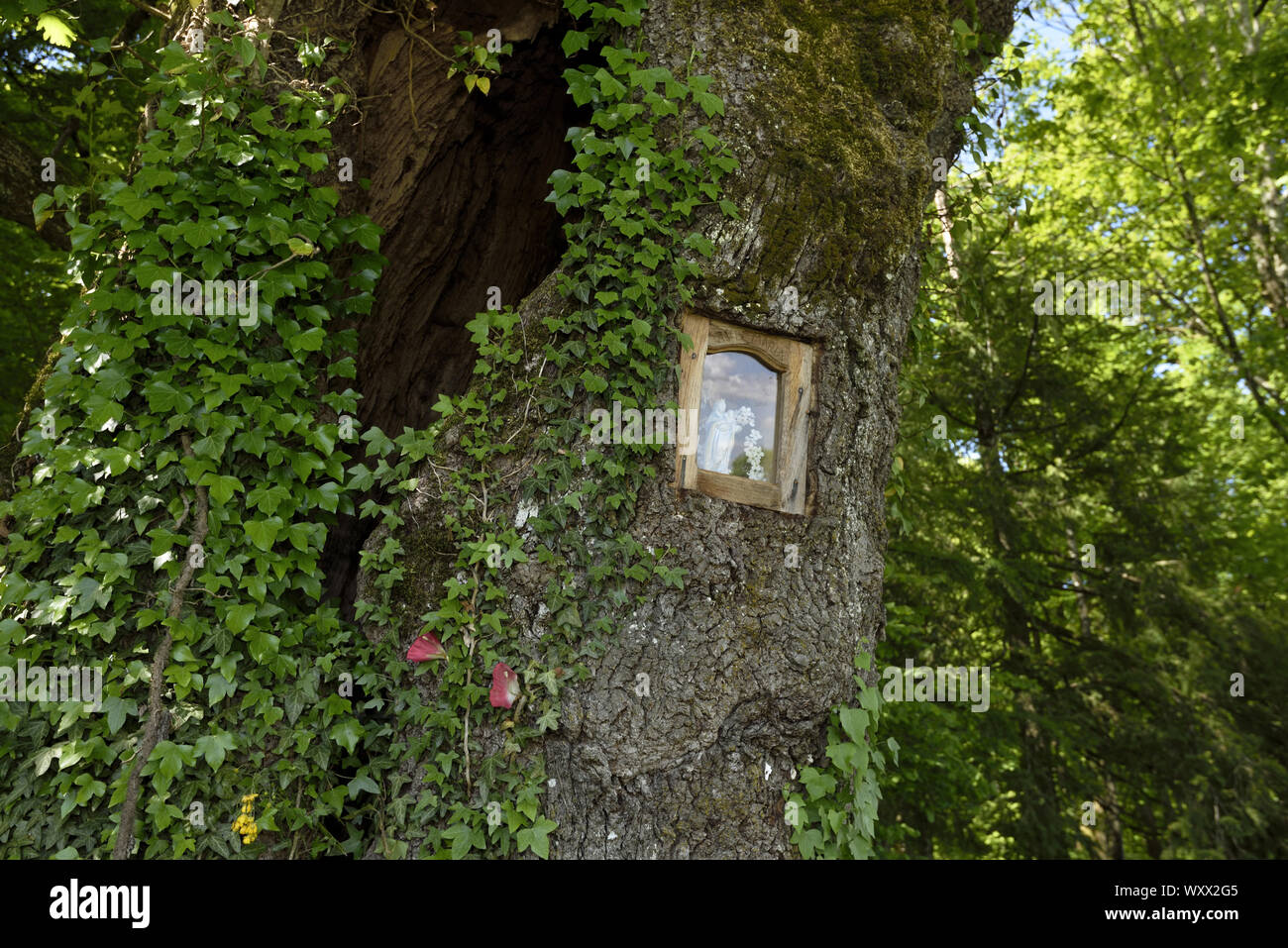The Blessed Oak, oak (Quercus robur) with statue of the Virgin in his ...