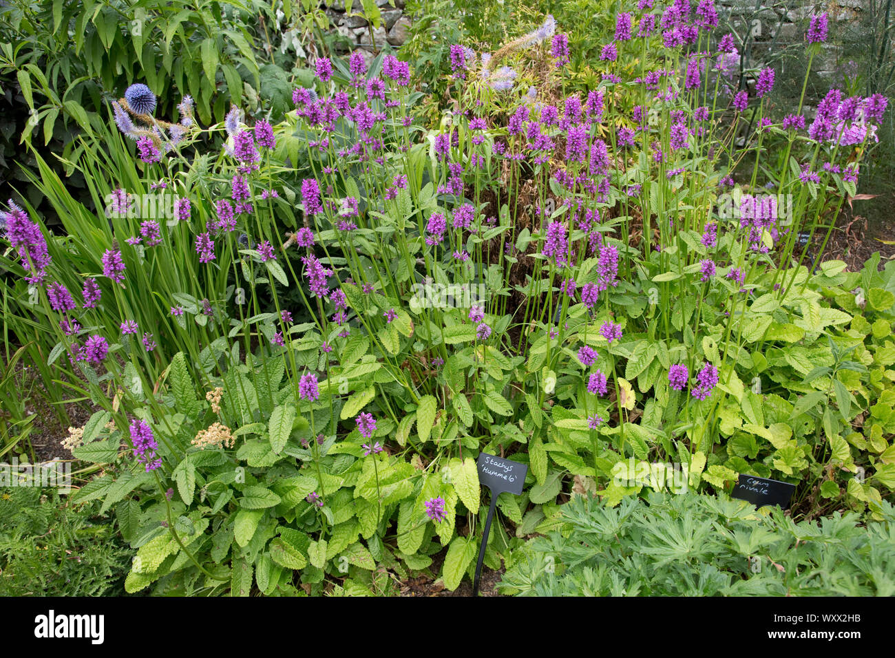 Stachys officinal hi-res stock photography and images - Alamy