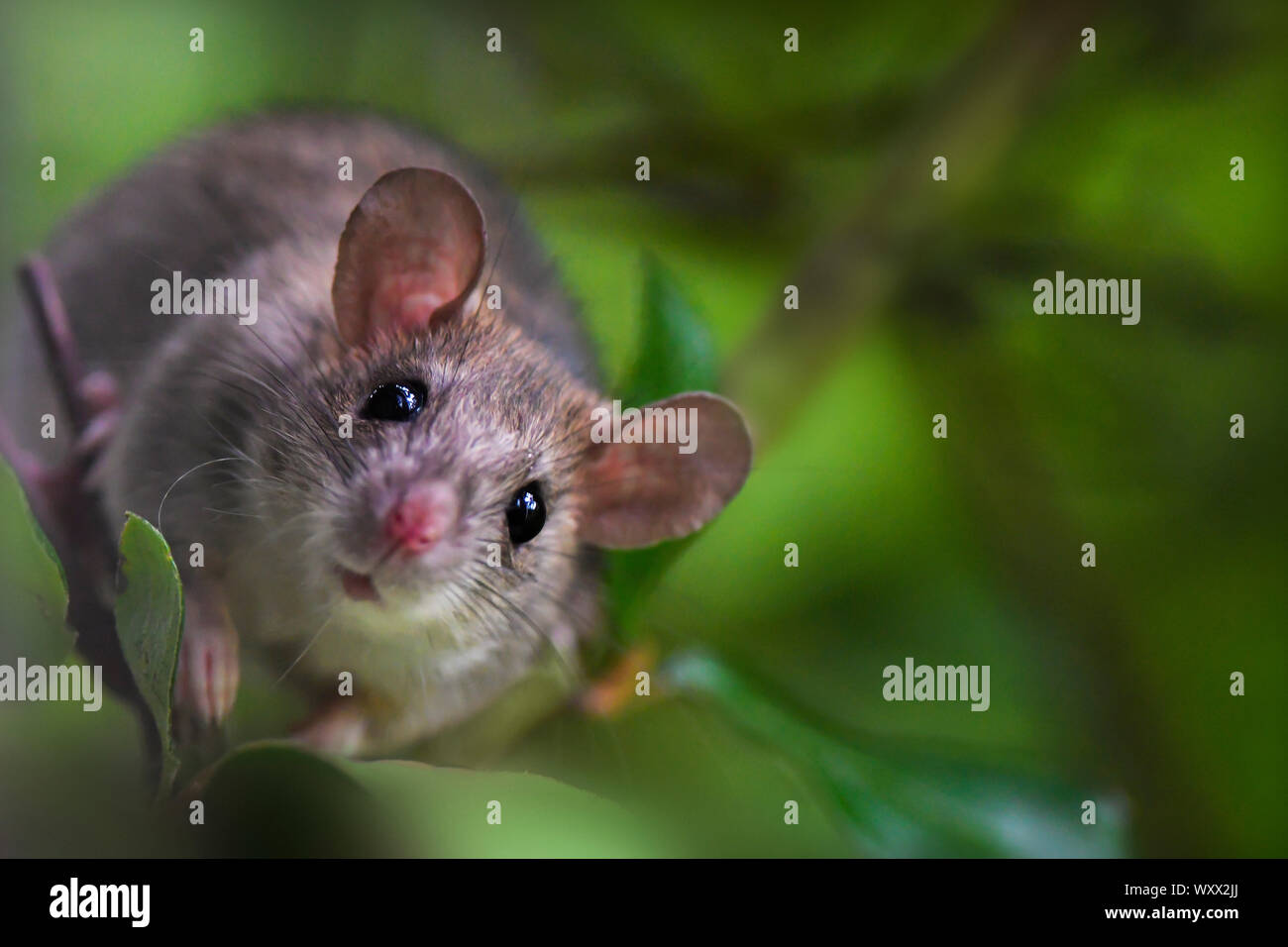 Young Black Rat (Rattus rattus) climbed in a viburnum near a rural ...