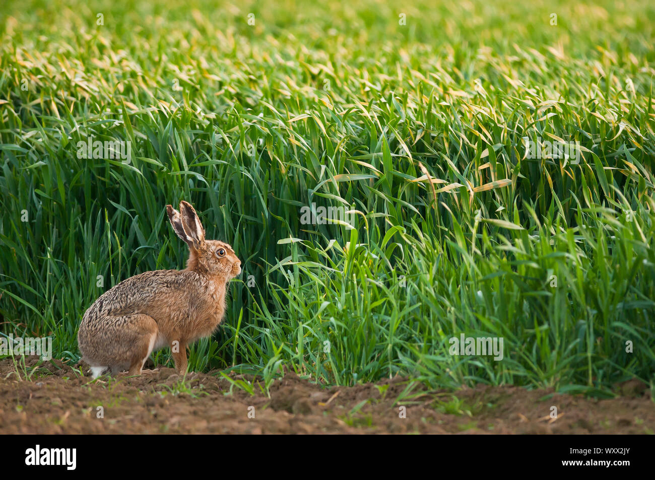 European Hare (Lepus europaeus) a spring evening at the edge of a ...