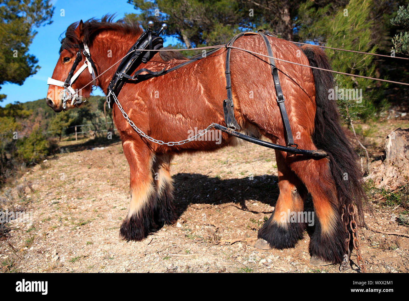 Ardennes Horse High Resolution Stock Photography and Images - Alamy
