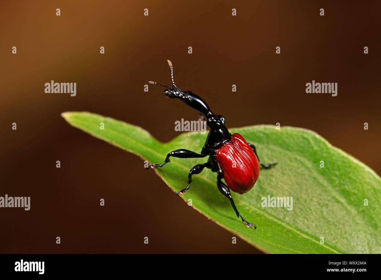 Giraffe-necked Weevil (Trachelophorus giraffa) female on a leaf ...