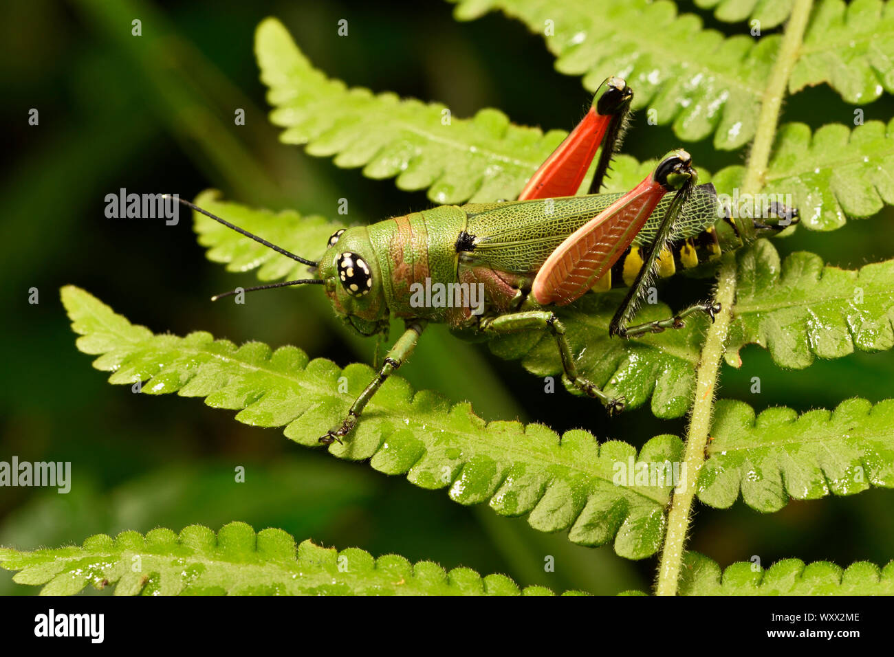 Locust with black eyes with white dots (Euthymia fasciata), Andasibe ...