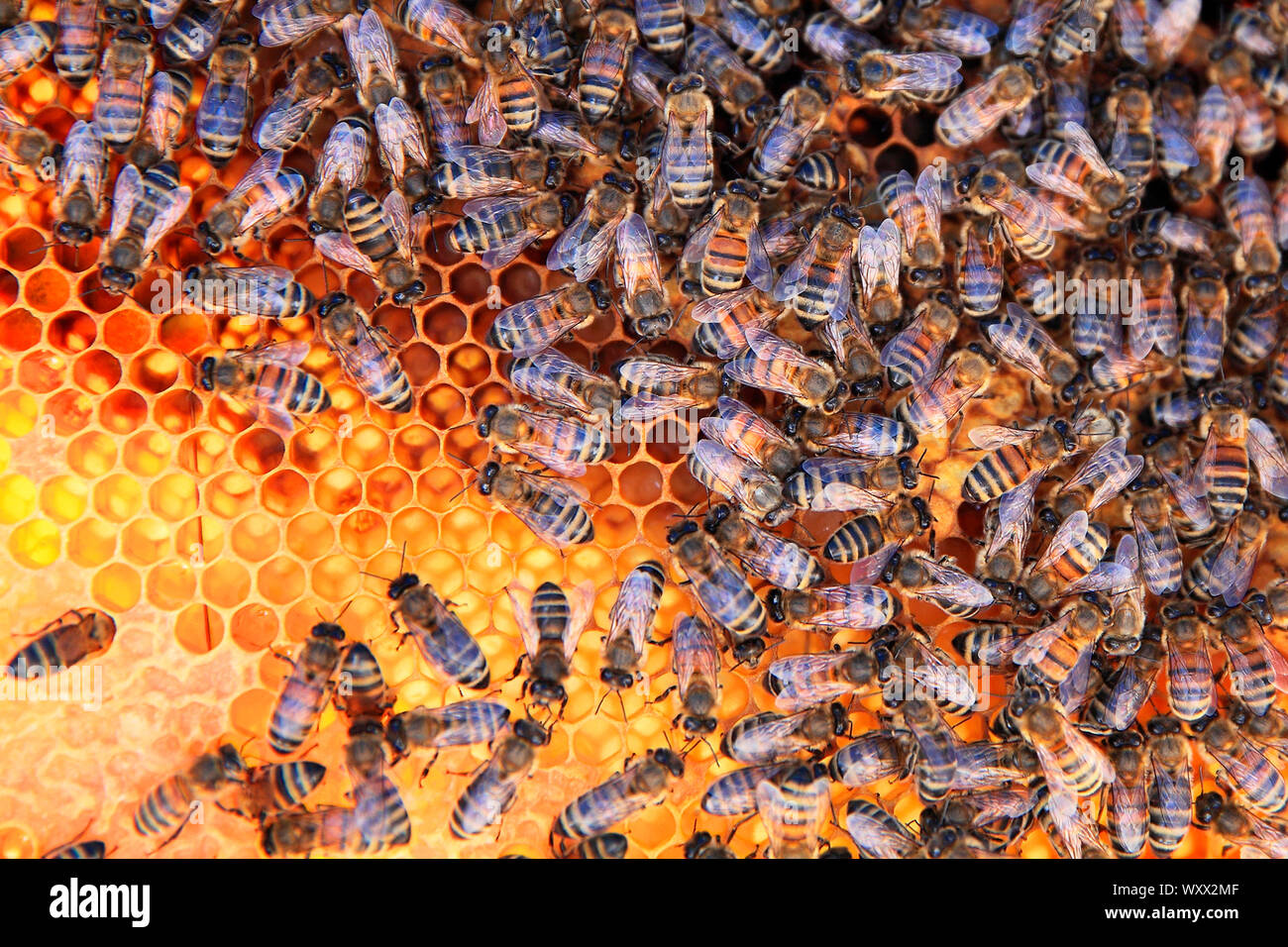Honey bees (Apis mellifera) on pollen cells Stock Photo - Alamy