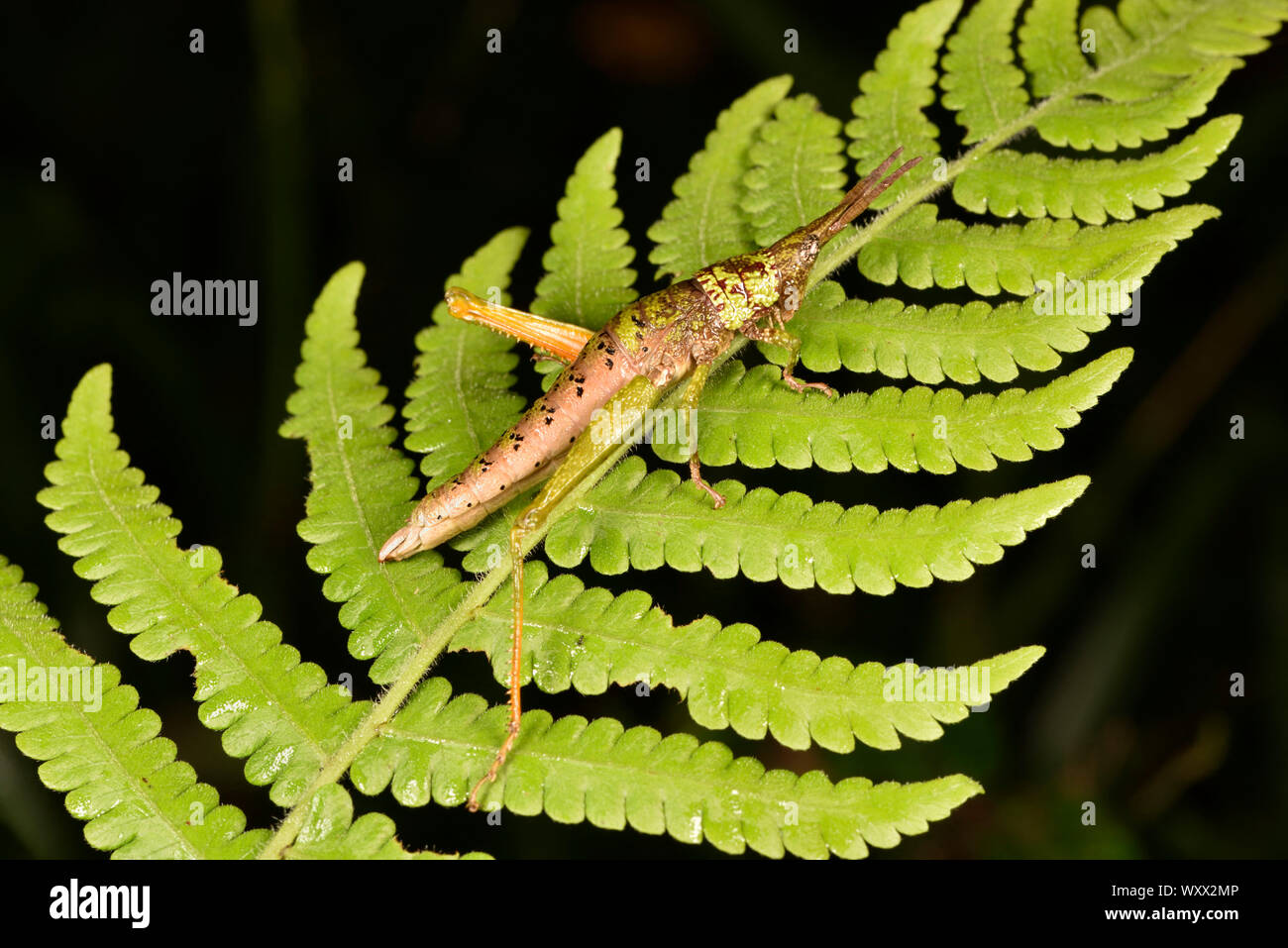 Grasshopper (Pyrgomorphidae), Andasibe, Perinet, Region Alaotra-Mangoro ...