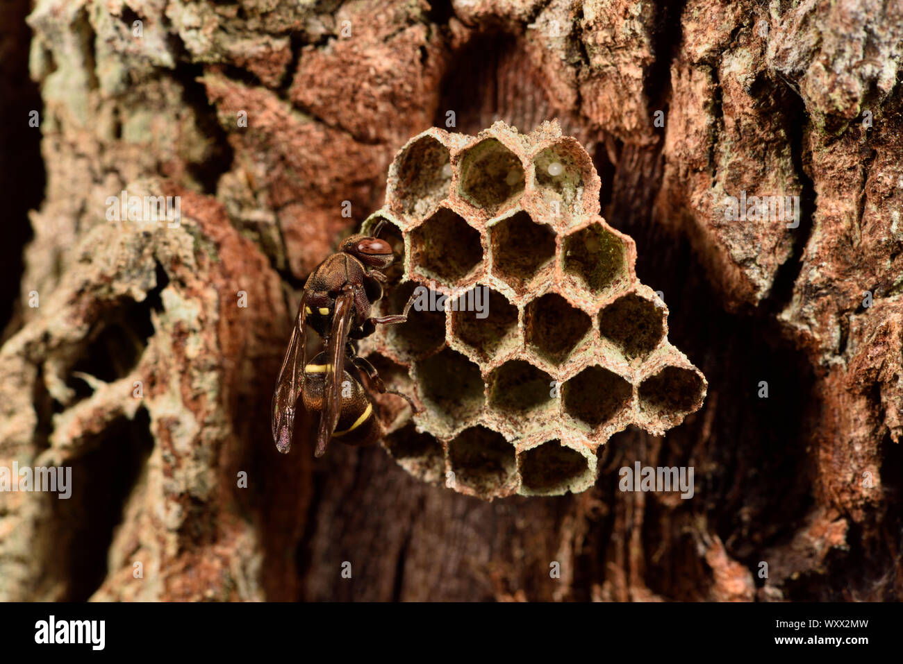 Paper wasp (Ropalidia merina) on its nest, Andasibe, Perinet, Region ...