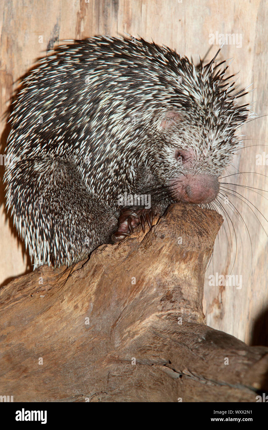 Brazilian Porcupine (Coendou prehensilis Stock Photo - Alamy