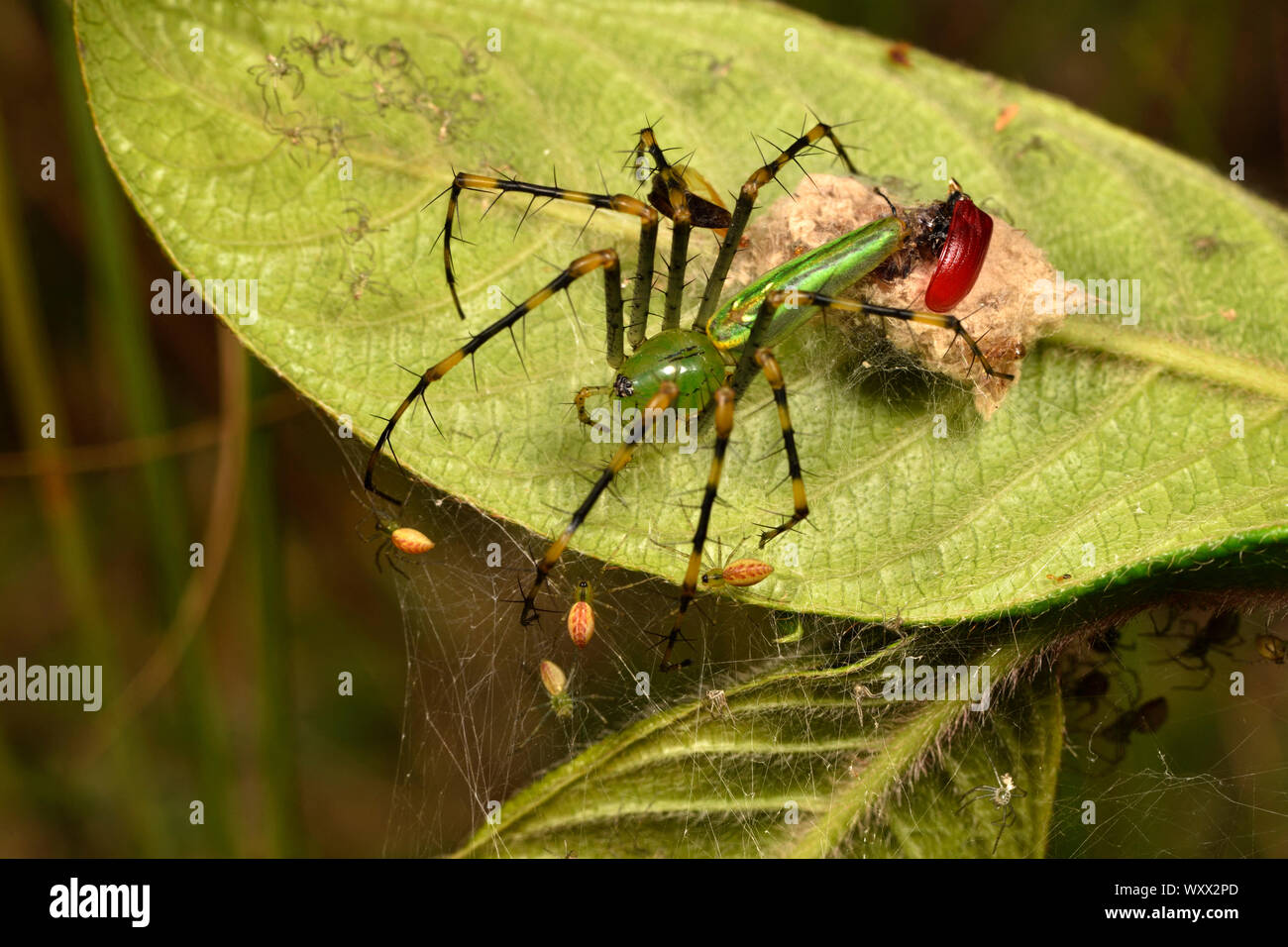 Madagascar lynx spider (Peucetia madagascariensis) with its cocoon ...