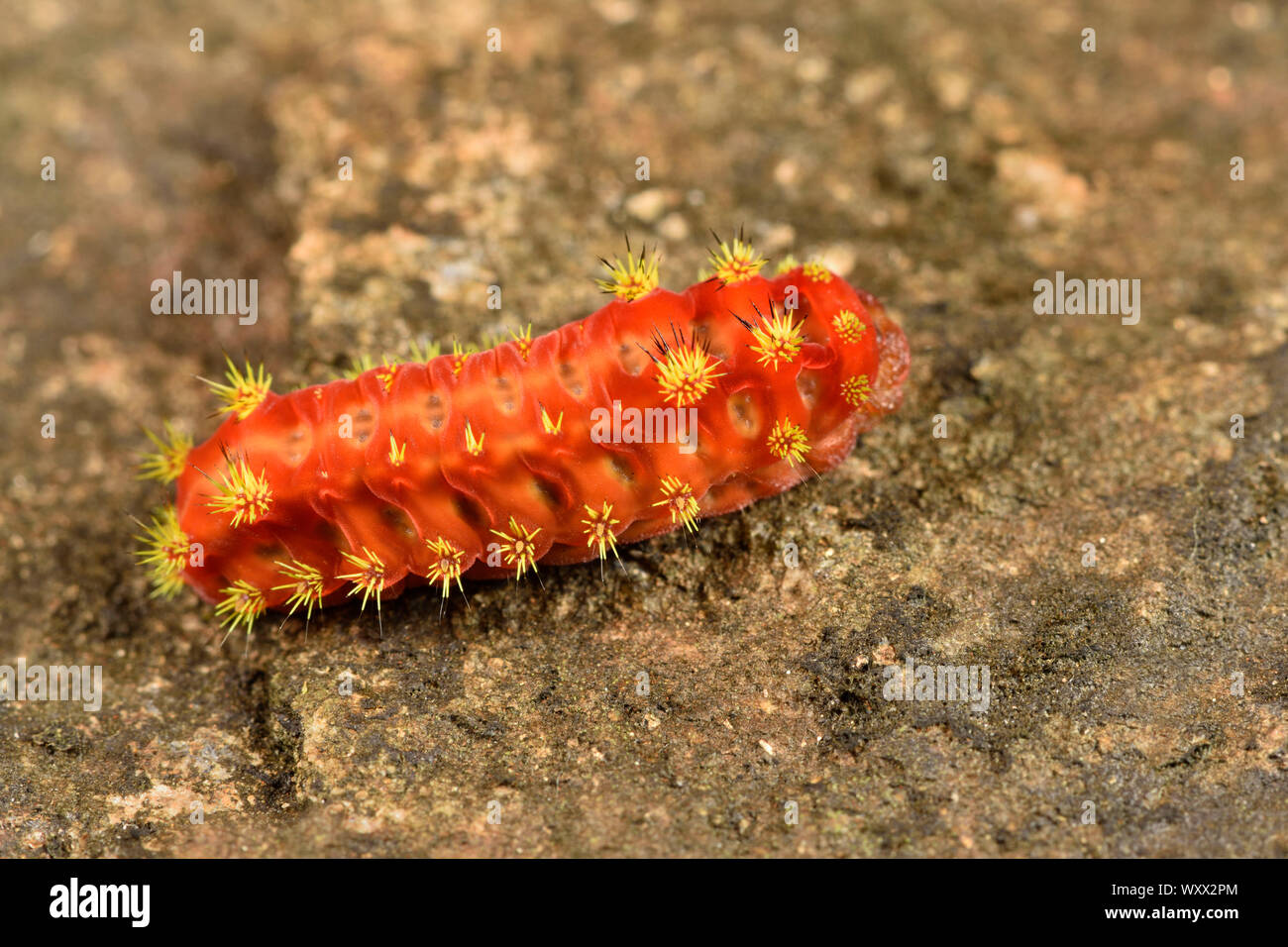 Limacodidae hi-res stock photography and images - Alamy
