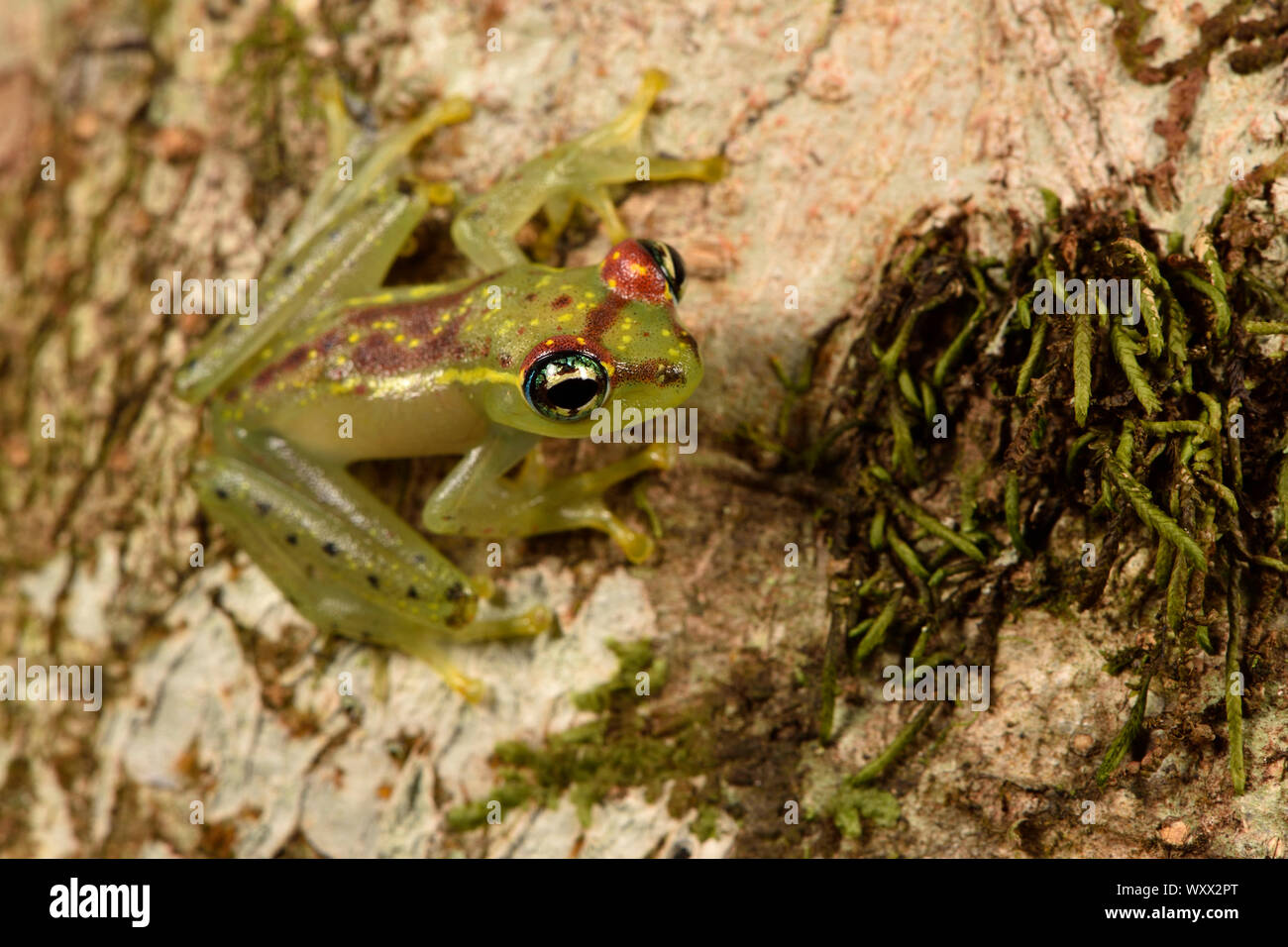 Bott's Bright-eyed Frog (Boophis bottae), Andasibe, Perinet, Region ...