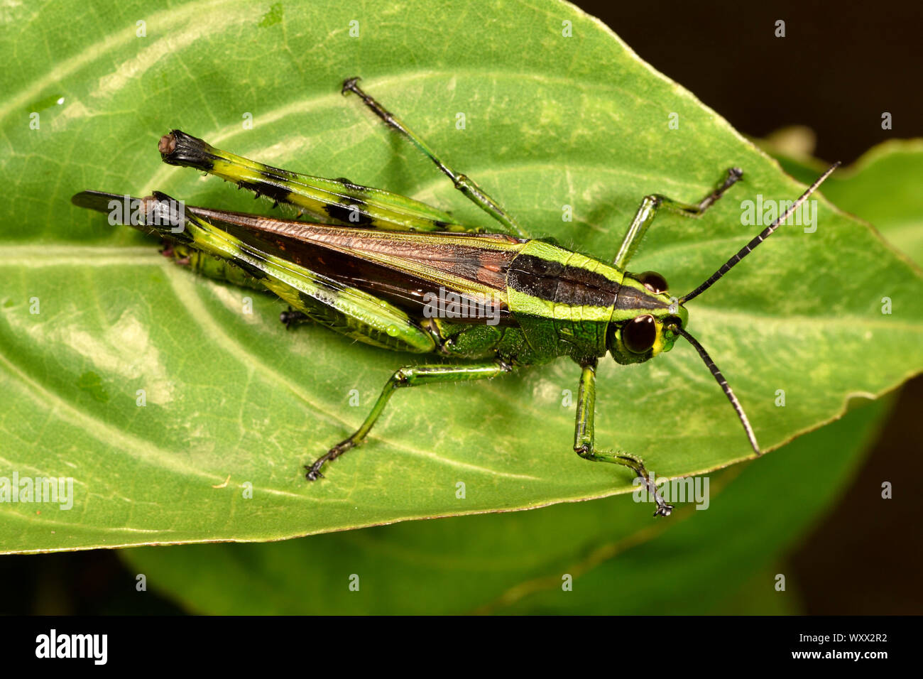 Forest Grasshopper (Heteracris sp) on a leaf, Andasibe, Perinet, Region ...