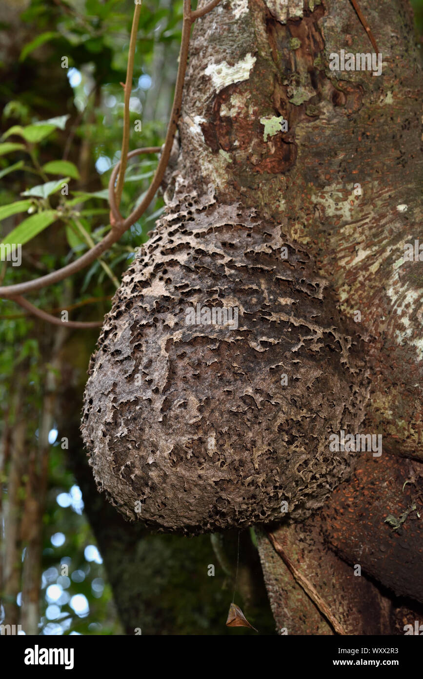 Anthill hanging on a tree trunk in the tropical rainforest, Andasibe ...
