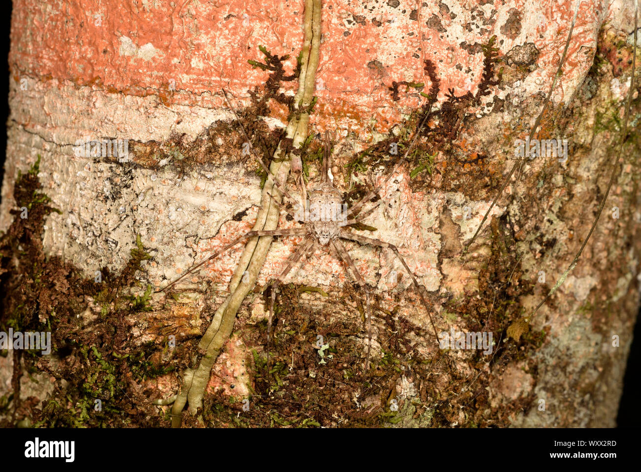 Two-tailed spider (Hersilia sp) on bark, Andasibe, Perinet, Region ...