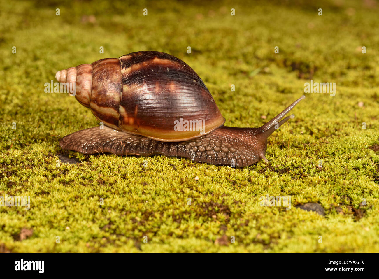 Giant african snail madagascar hi-res stock photography and images - Alamy