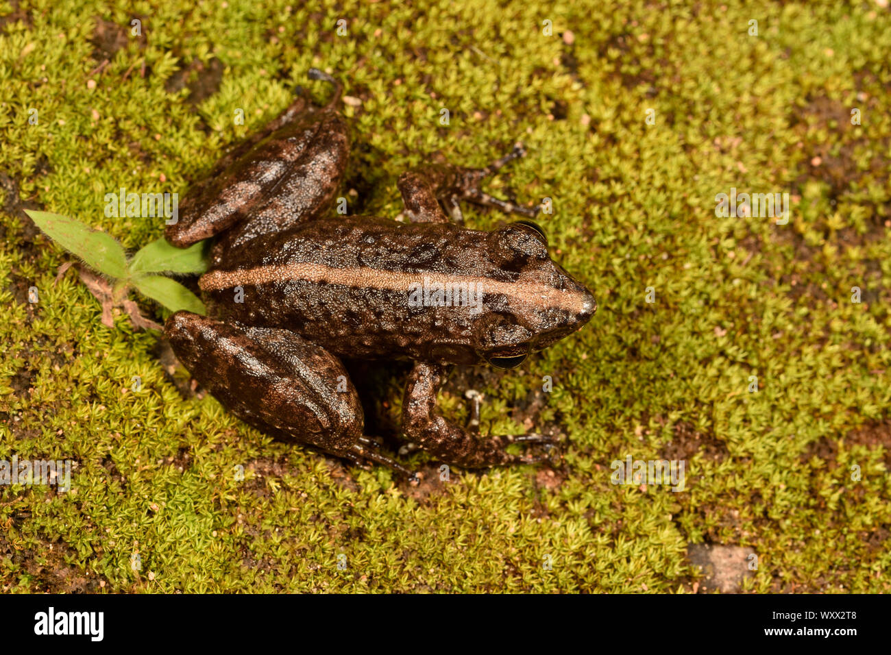 Madagascar Frog (Mantidactylus sp), Andasibe, Perinet, Region Alaotra ...