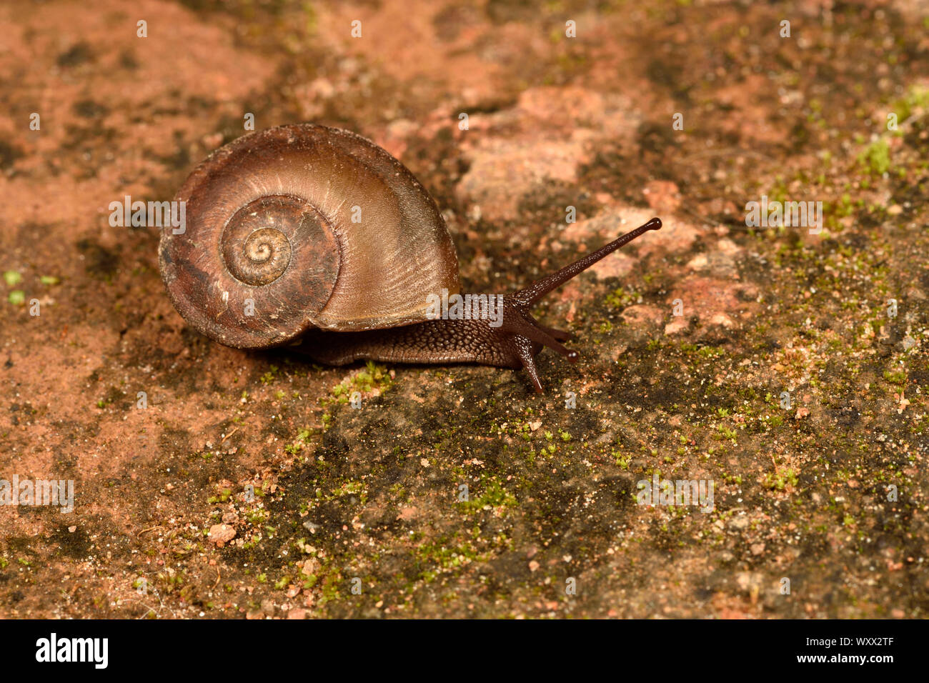 Land snail (Ampelita caperoni) Juvenile snail in forest on a rock ...