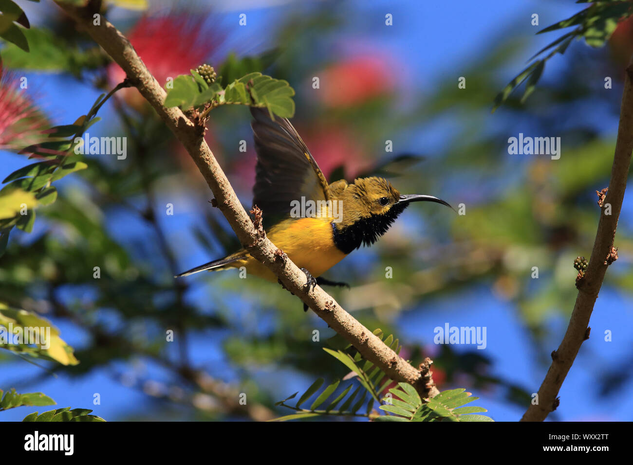 olive-backed sunbird (Cinnyris jugularis) Daintree Rainforest ...