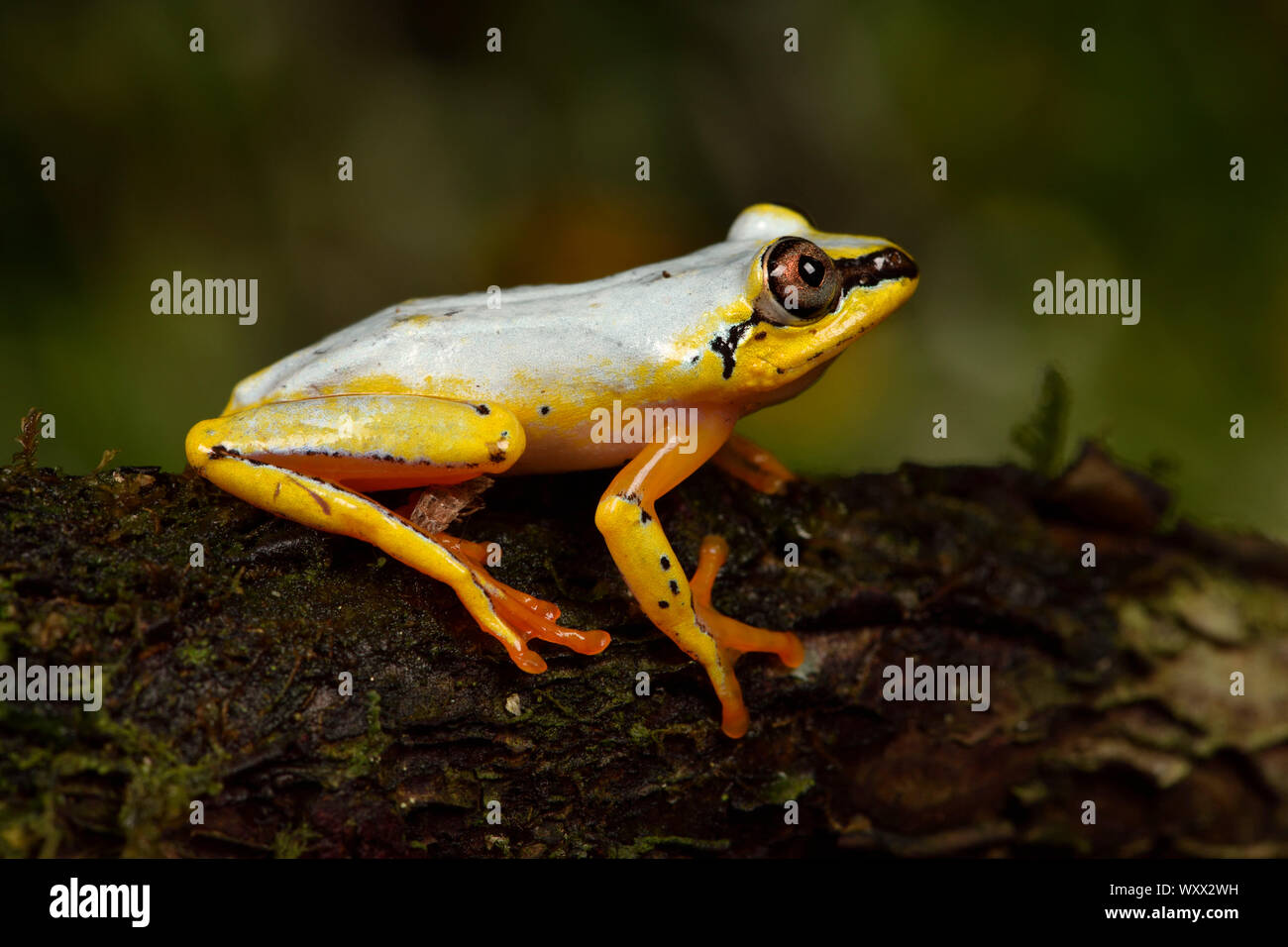 Madagascar Reed Frog (Heterixalus madagascariensis) Frog with its ...