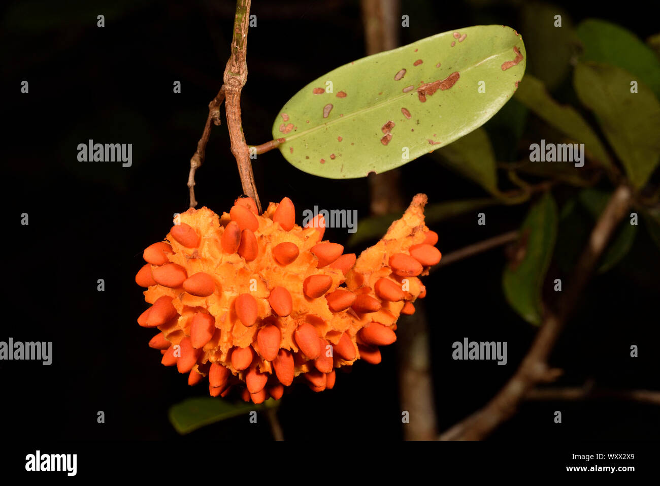 Ambora (Tambourissa religiosa) fruit on tree, Andasibe, Perinet, Region ...
