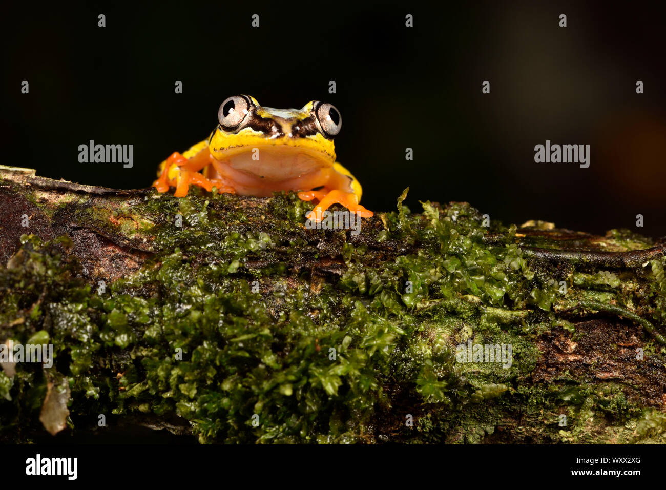 Madagascar Reed Frog (Heterixalus madagascariensis) Frog with its ...