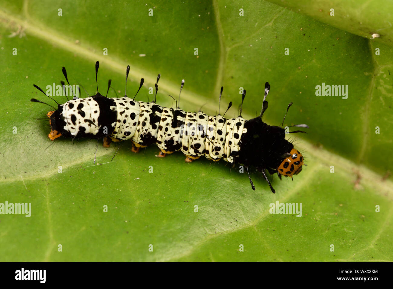 Madagascan sunset moth (Chrysiridia rhipheus) caterpillar, Andasibe ...