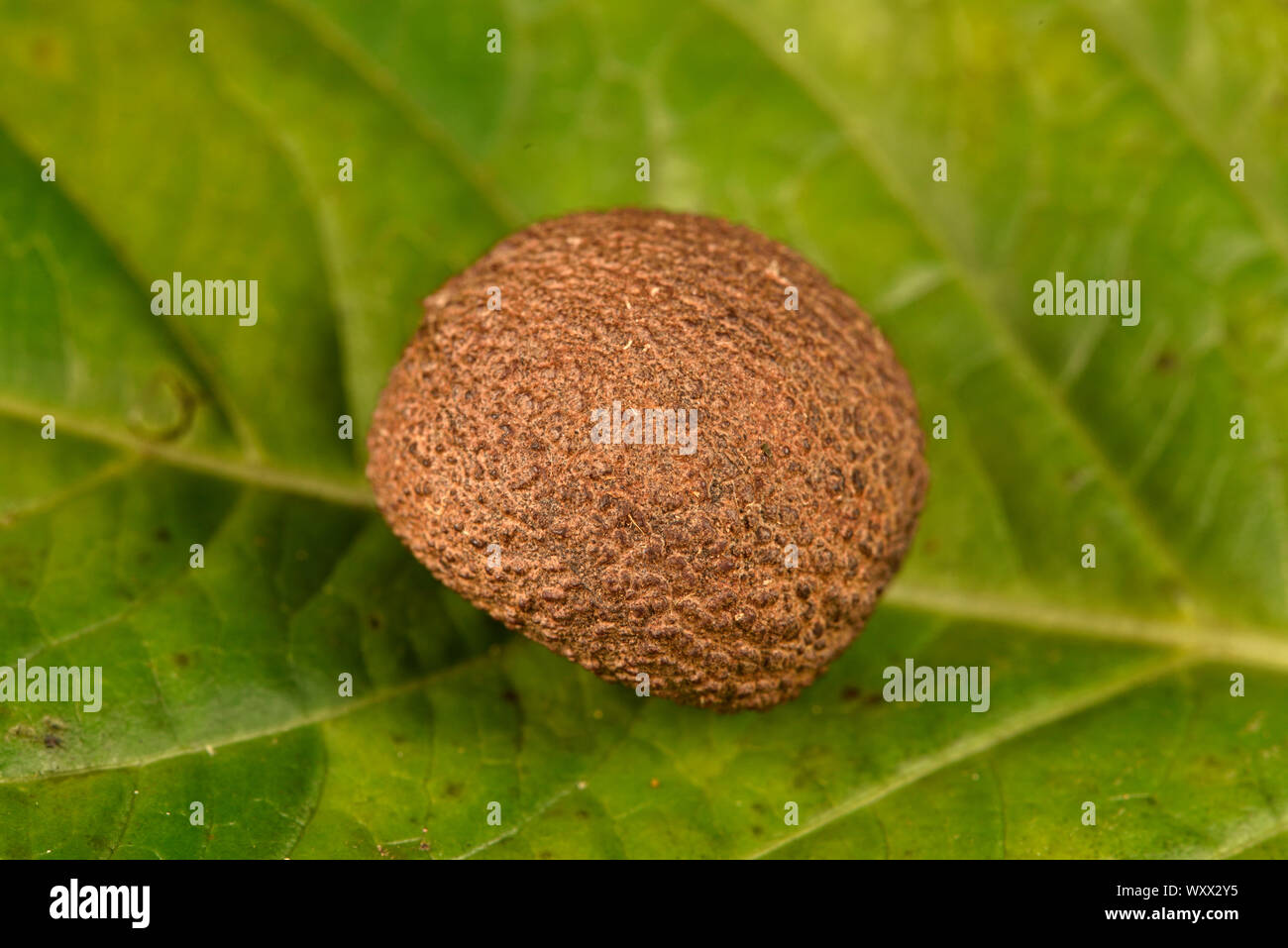 Omphalea hi-res stock photography and images - Alamy