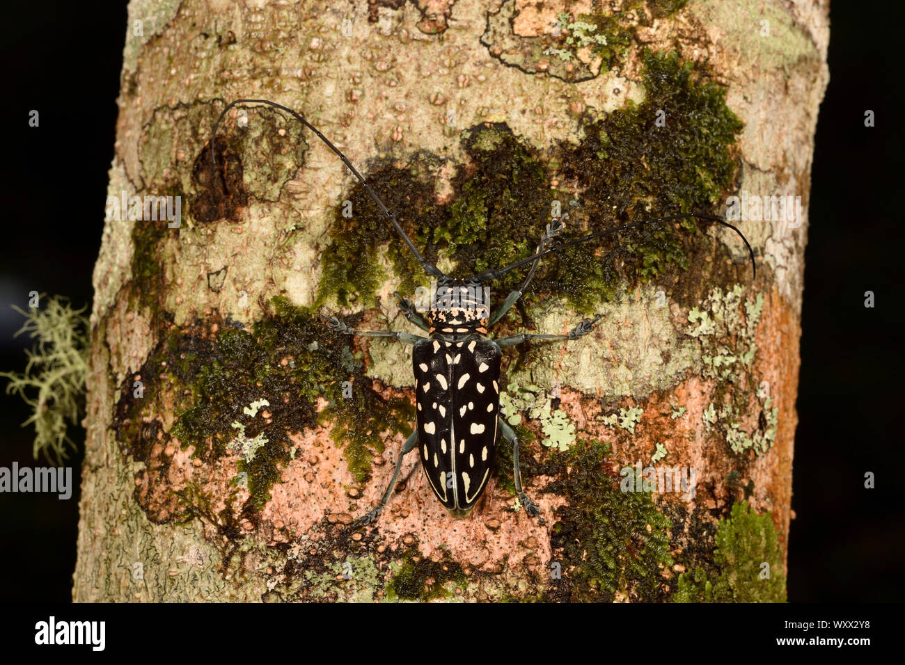 Longhorn Beetle (Stellognatha maculata) on the bark of a tree ...